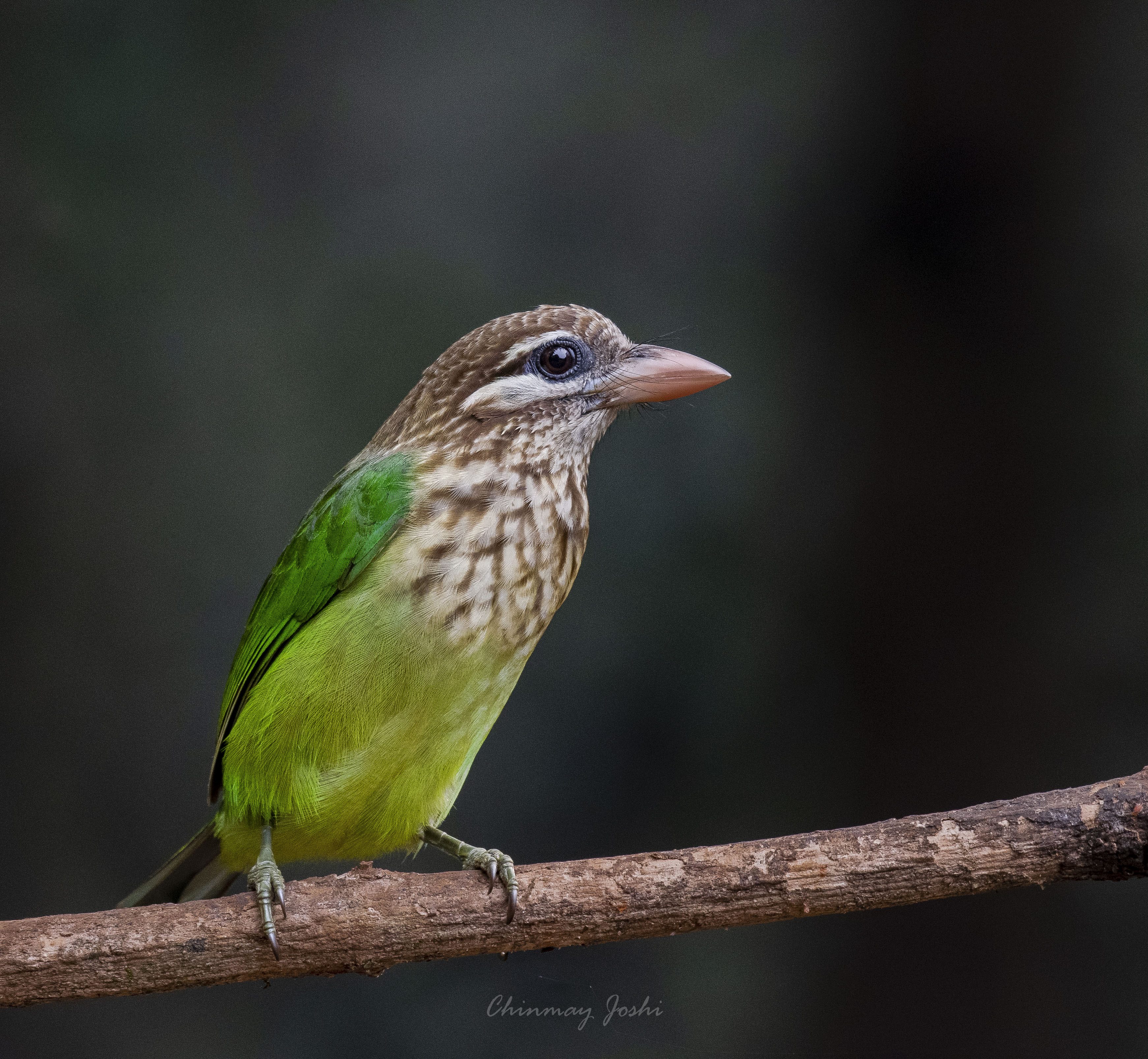 Photography - Chinmay Joshi